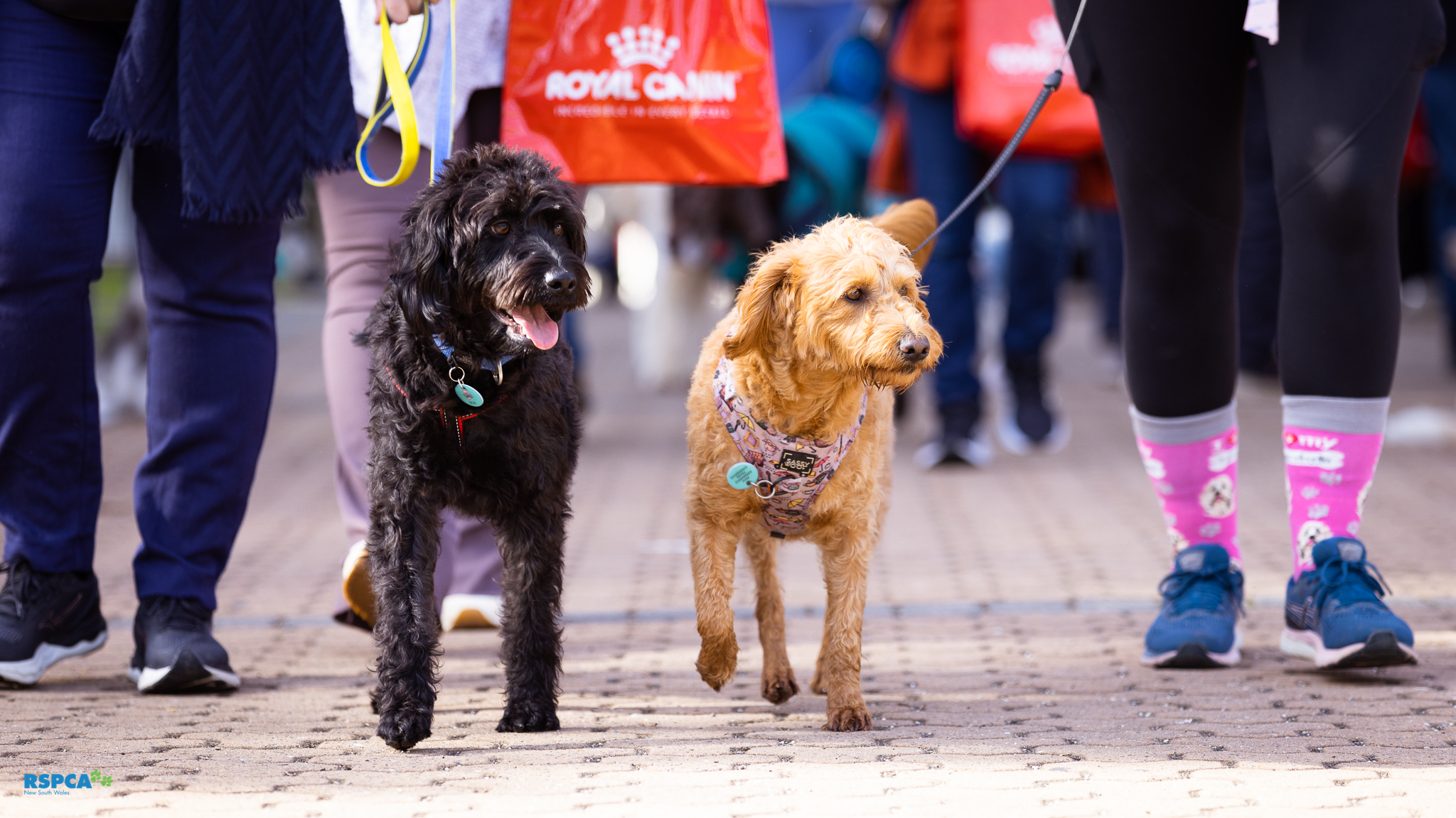 RSPCA MILLION PAWS WALK SYDNEY - Western Sydney Mums